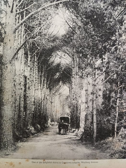 Wynberg 2 great parks to picnic in| Colour Dots Wynberg