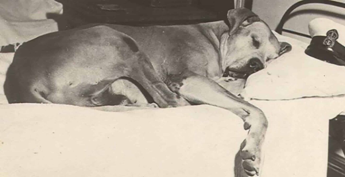 The Story of Just Nuisance | Colour Dots The Story of Just Nuisance