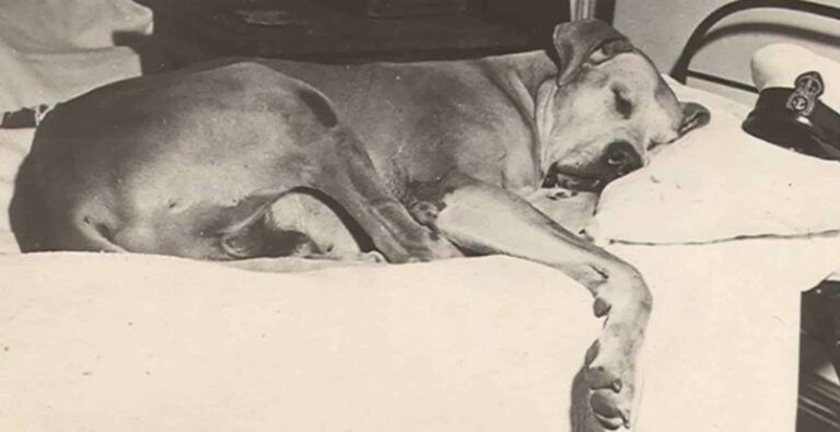 The Story of Just Nuisance | Colour Dots The Story of Just Nuisance