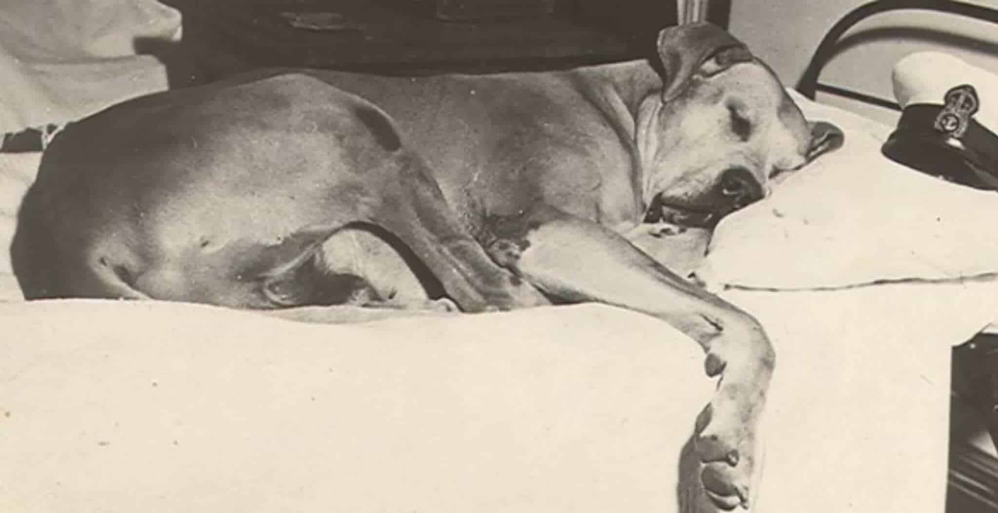 The Story of Just Nuisance | Colour Dots The Story of Just Nuisance