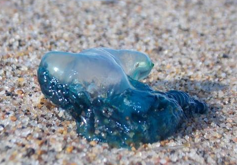 Western Cape Seashells – Identification and Illustrated Guide | Colour ...