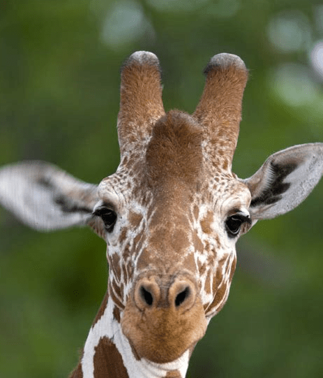 Giraffe Rescue and Research | Colour Dots Giraffe Rescue and Research ...