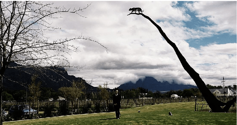 Leopard's Leap Wine | Colour Dots Leopard's Leap Wine