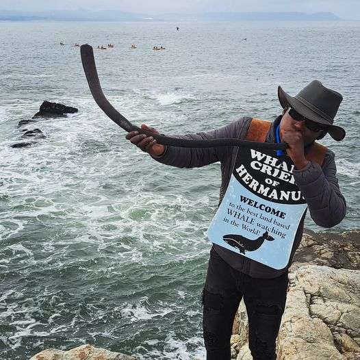 Hermanus 20 great things to see and do markets, beaches and more ...