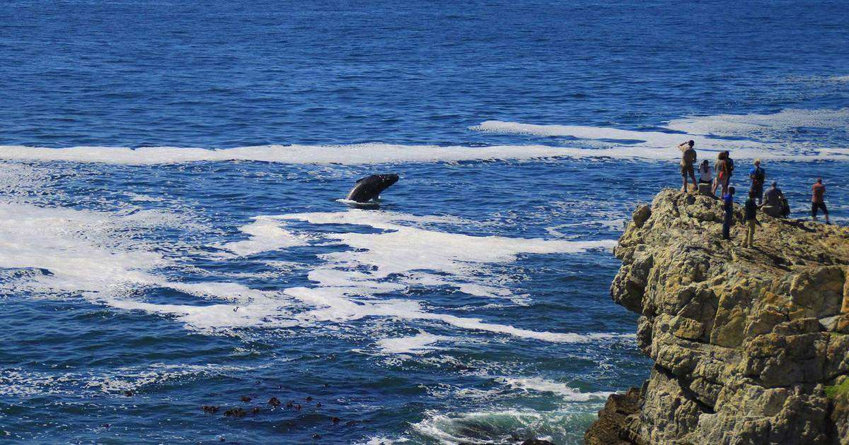 Hermanus 20 great things to see and do markets, beaches and more ...