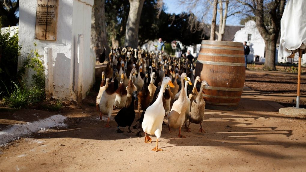 Duck parade at Vergenoegd Low Wine Estate see over 1,000 Indian Runner ...