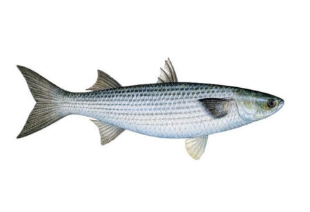 Sea Fishing in the Western Cape | Colour DotsSea Fishing in the Western ...