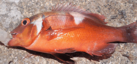 Sea Fishing in the Western Cape | Colour DotsSea Fishing in the Western ...