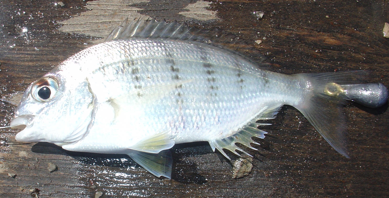 Sea Fishing in the Western Cape | Colour DotsSea Fishing in the Western ...
