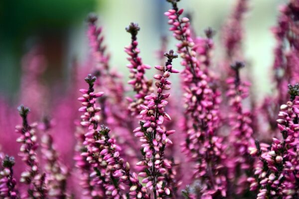 Discover Fynbos: South Africa’s Unique Natural Heritage