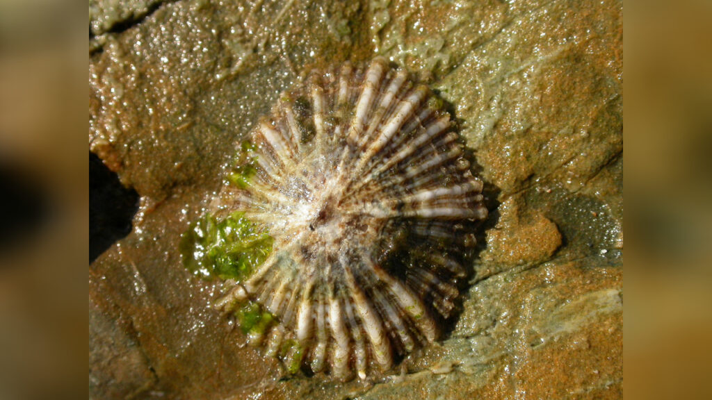Western Cape Seashells – Identification and Illustrated Guide | Colour ...