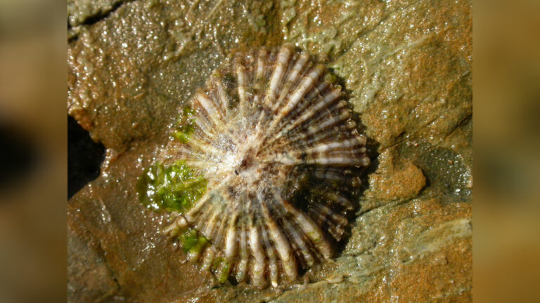 Western Cape Seashells – Identification and Illustrated Guide | Colour ...