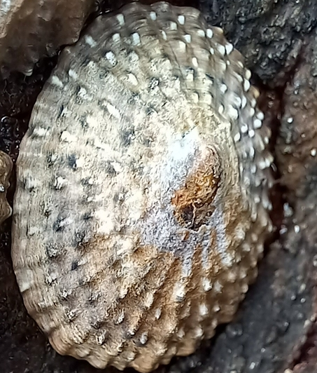 Western Cape Seashells – Identification and Illustrated Guide | Colour ...