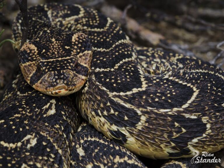 Common Snakes found in the Western Cape | Colour DotsSnakes in the ...