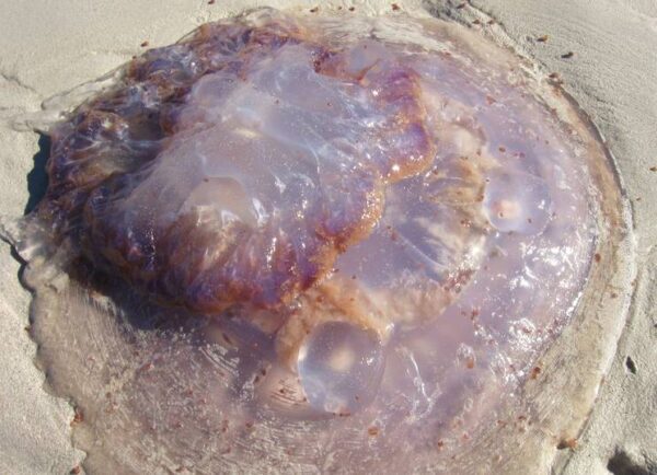 Western Cape Seashells – Identification and Illustrated Guide | Colour ...