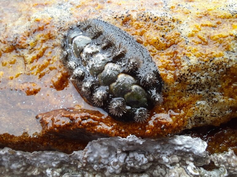 Western Cape Seashells – Identification and Illustrated Guide | Colour ...