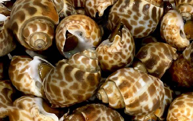 Western Cape Seashells – Identification and Illustrated Guide | Colour ...