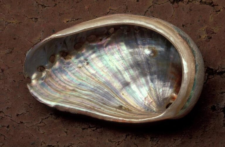Western Cape Seashells – Identification and Illustrated Guide | Colour ...