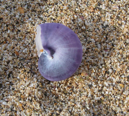 Western Cape Seashells – Identification and Illustrated Guide | Colour ...